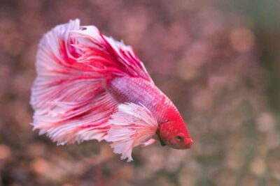 Avoid These 10 Mistakes That HARM Your Betta Fish! – Urbaki Pets