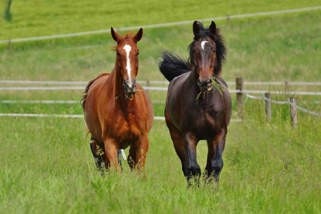 Incredible Daily Horse Care Routine – Urbaki Pets