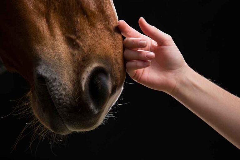 Incredible Daily Horse Care Routine – Urbaki Pets