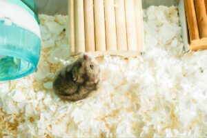 Safe and Easy Hamster Cage Cleaning Guide – Urbaki Pets