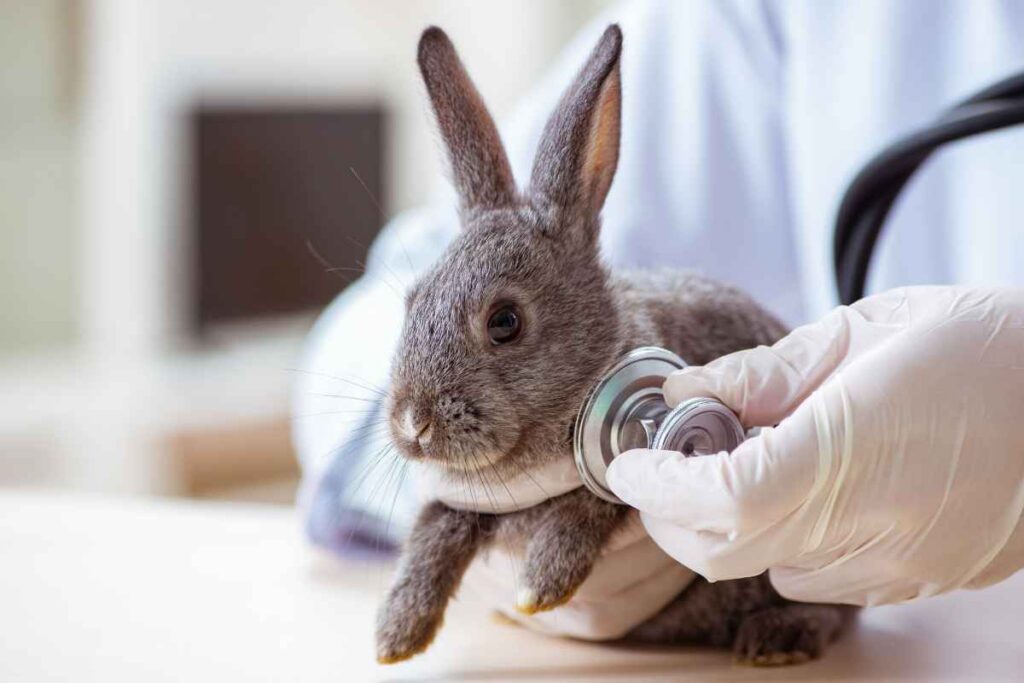 RABBIT LIFE HACKS: Time and Money-Saving – Urbaki Pets
