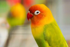 The Pros and Cons of Keeping Love Birds as Pet – Urbaki Pets