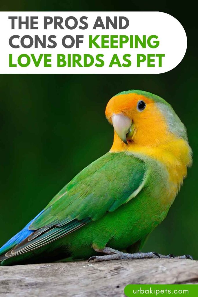 The Pros and Cons of Keeping Love Birds as Pet – Urbaki Pets