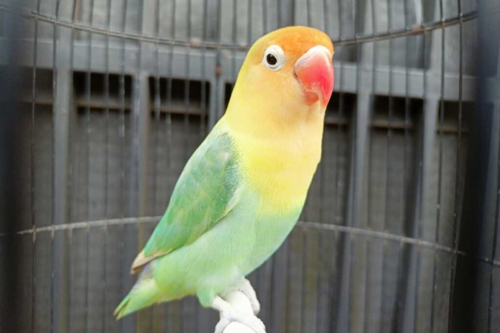 The Pros and Cons of Keeping Love Birds as Pet – Urbaki Pets