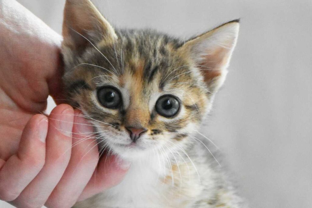 Top 10 Kitten Care Tips According to a Veterinarian – Urbaki Pets