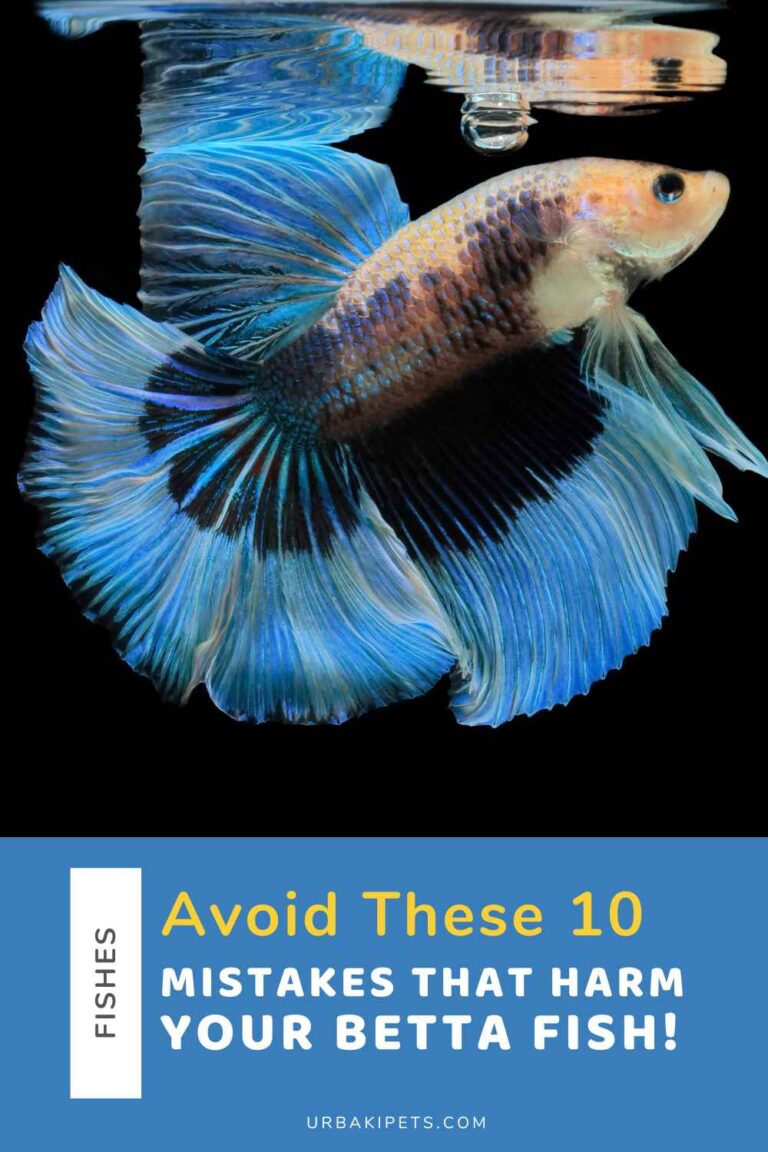 Avoid These 10 Mistakes That HARM Your Betta Fish! – Urbaki Pets