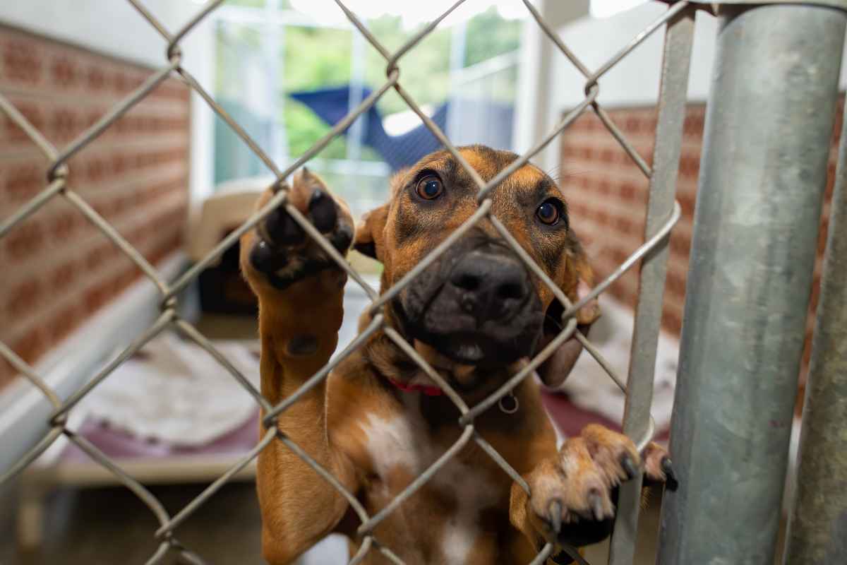 6 Rescue Dog Tips for your First Week Home – Urbaki Pets