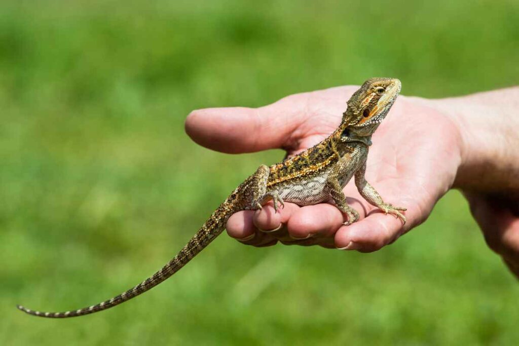 What Reptiles Can be Kept as Pets? – Urbaki Pets