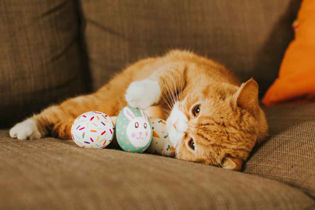 What are The Most Common Cat Health Problems? – Urbaki Pets