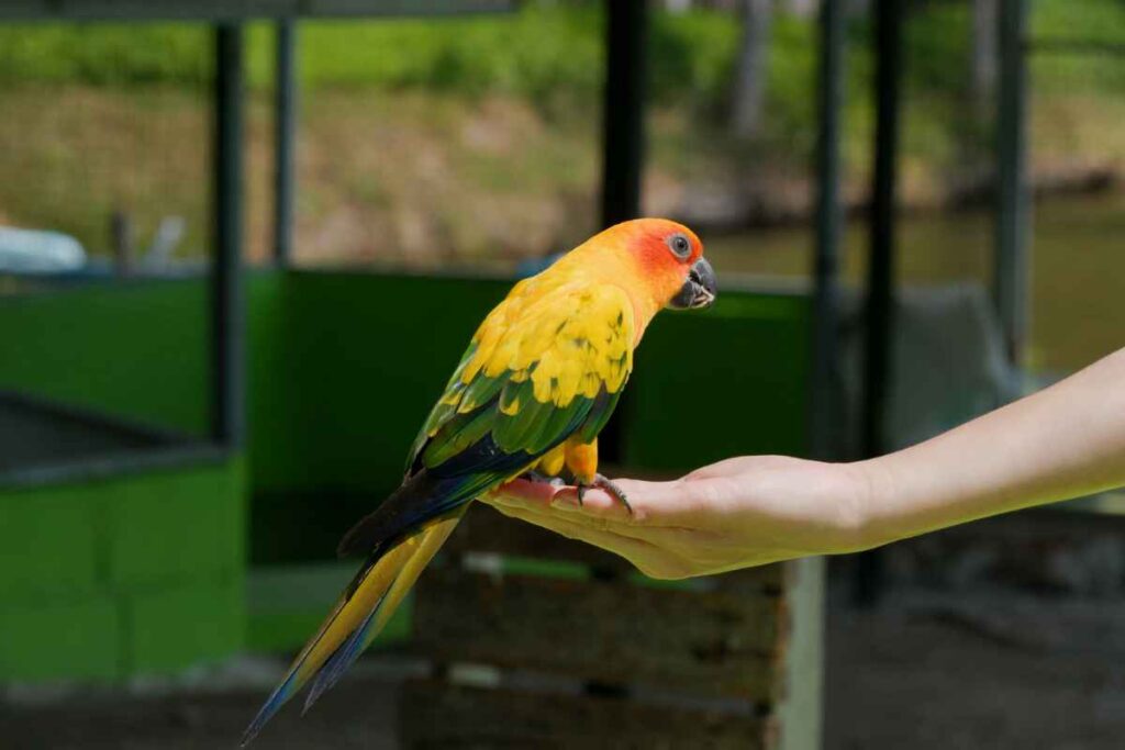 Advice To New Bird Owners – Urbaki Pets