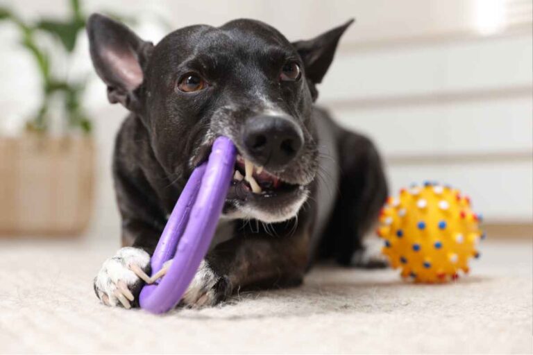 How to Stop a Dog from Chewing? – Urbaki Pets