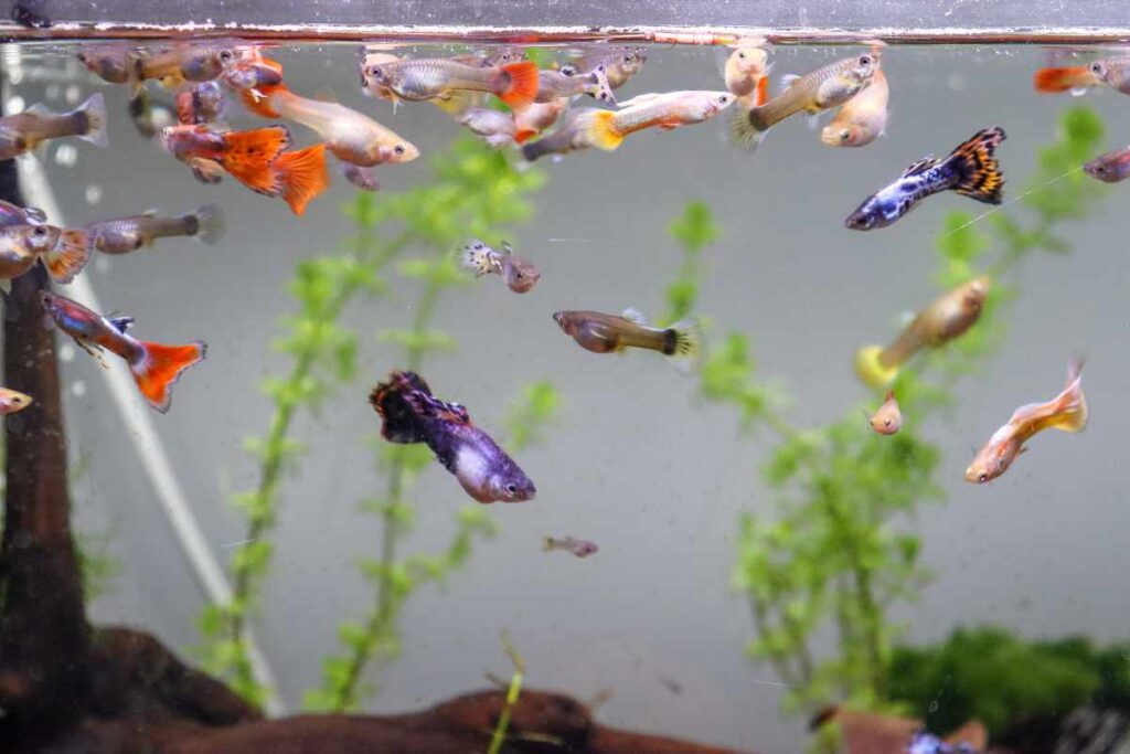 10 Things You Should Know About Guppies – Urbaki Pets