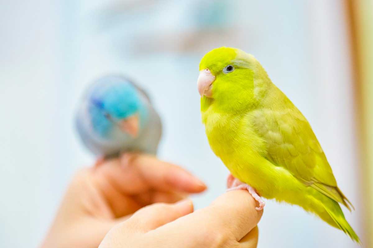 10 Ways to Make Your Bird Love You – Urbaki Pets