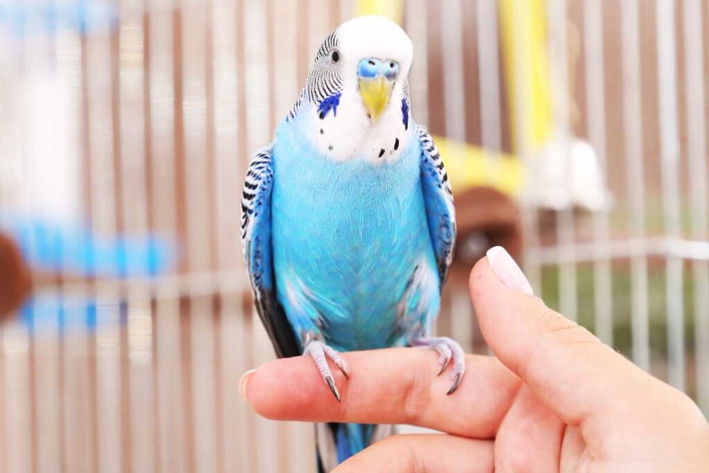 10 Ways to Make Your Bird Love You – Urbaki Pets