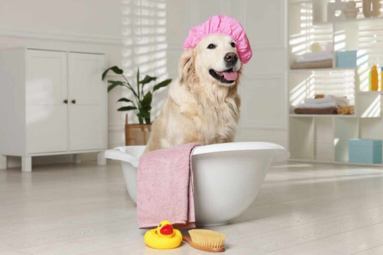 Professional Training Tips to Bath Your Dog – Urbaki Pets