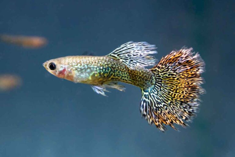 10 Things You Should Know About Guppies – Urbaki Pets