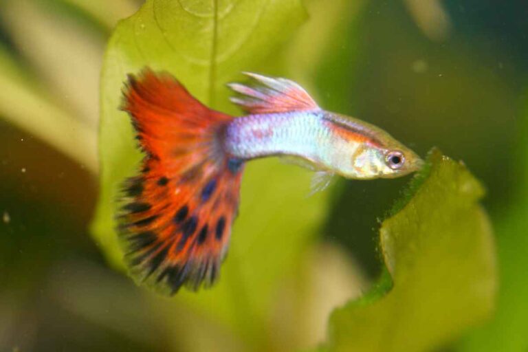 10 Things You Should Know About Guppies – Urbaki Pets