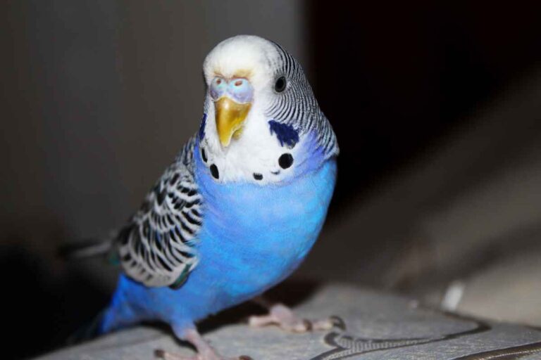 Top 10 Most Popular Pet Bird Breeds – Urbaki Pets