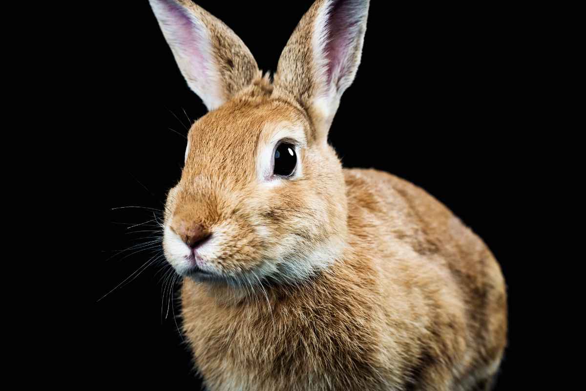 How to Help a Rabbit Gas Pain with Belly Massage – Urbaki Pets