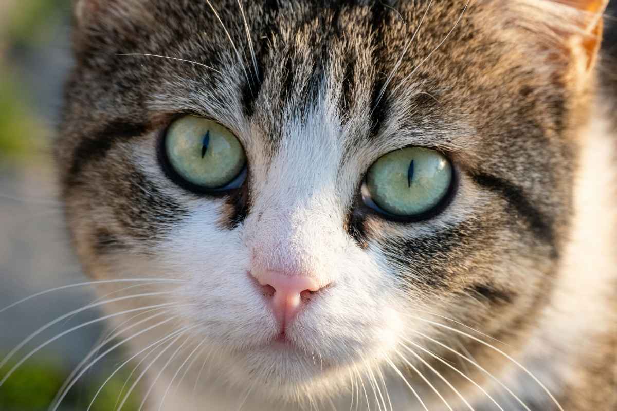 Real Meanings Behind 9 Strange Cat Behaviors Explained – Urbaki Pets