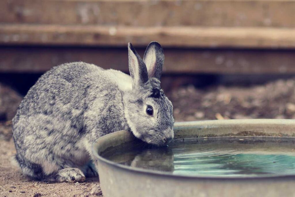 How to Help a Rabbit Gas Pain with Belly Massage – Urbaki Pets
