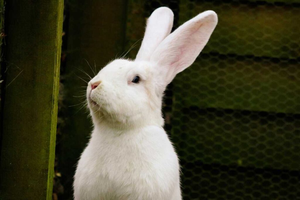 How to Help a Rabbit Gas Pain with Belly Massage – Urbaki Pets