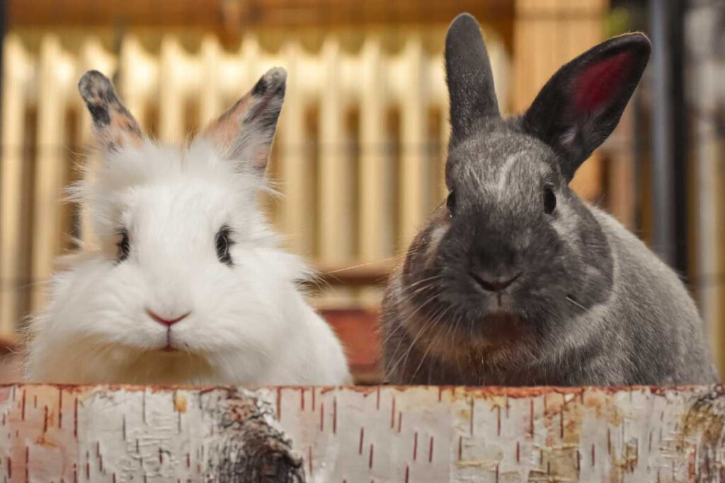 How to Help a Rabbit Gas Pain with Belly Massage – Urbaki Pets