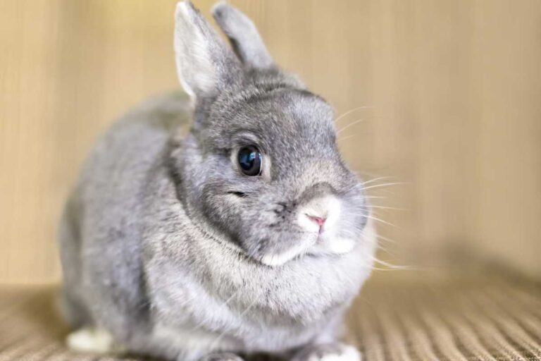 How to Help a Rabbit Gas Pain with Belly Massage – Urbaki Pets