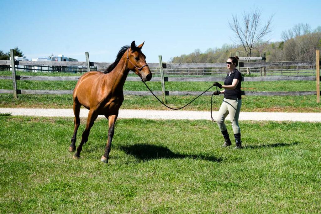 How to Post Trot On a Horse – Urbaki Pets