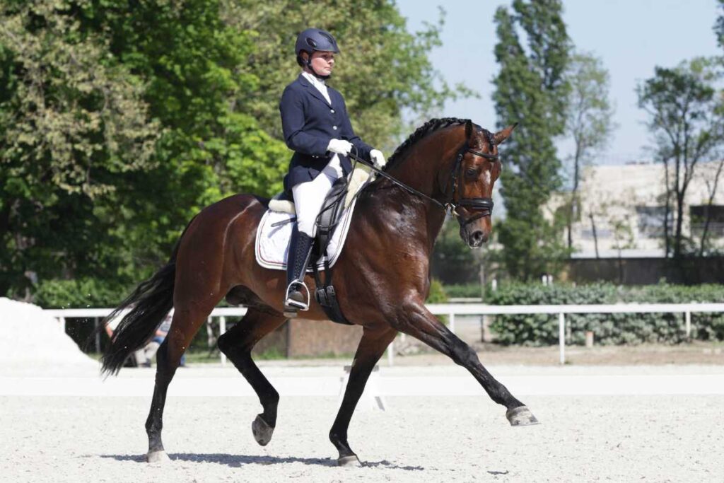 How to Post Trot On a Horse – Urbaki Pets