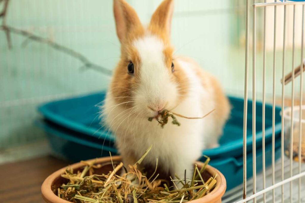 Rabbit life Hacks that will Make your Routine Easier – Urbaki Pets
