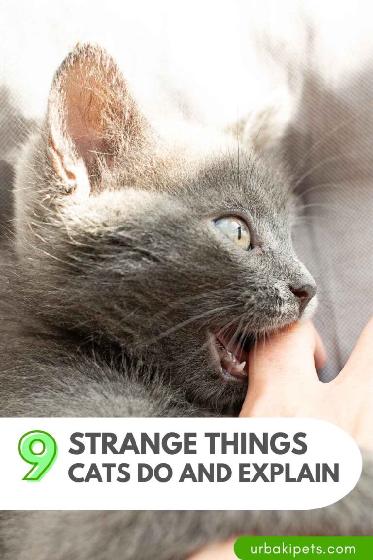 Real Meanings Behind 9 Strange Cat Behaviors Explained – Urbaki Pets
