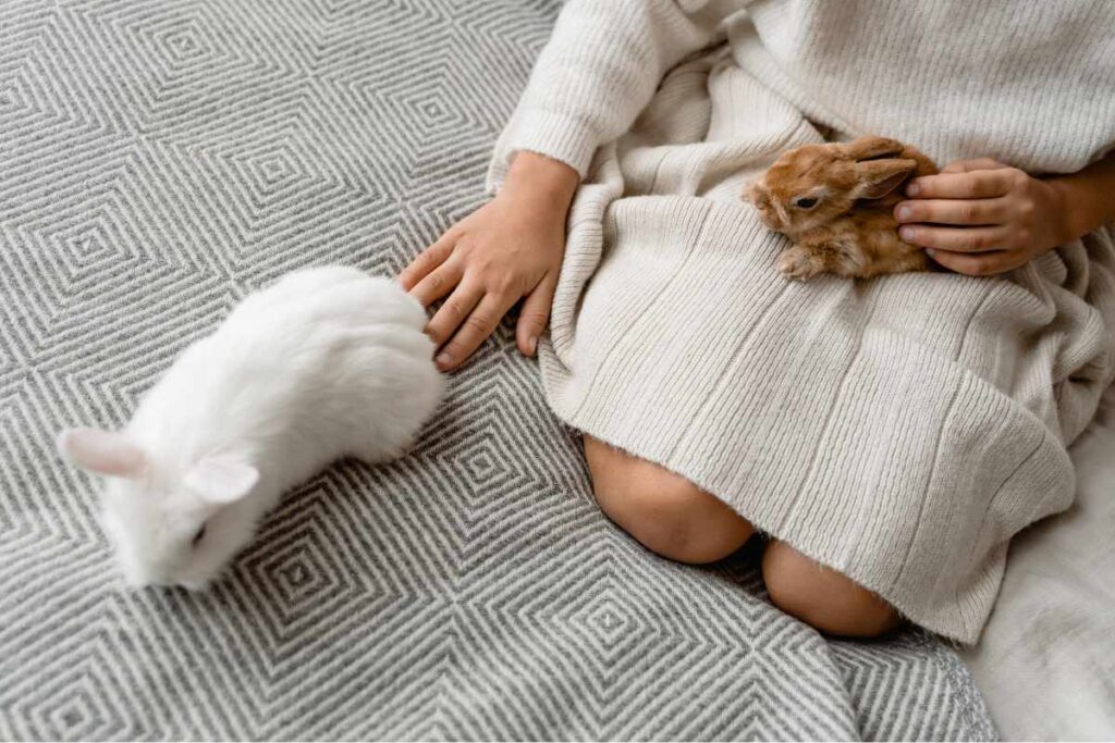 Top 10 Rabbit Life Hacks – Urbaki Pets