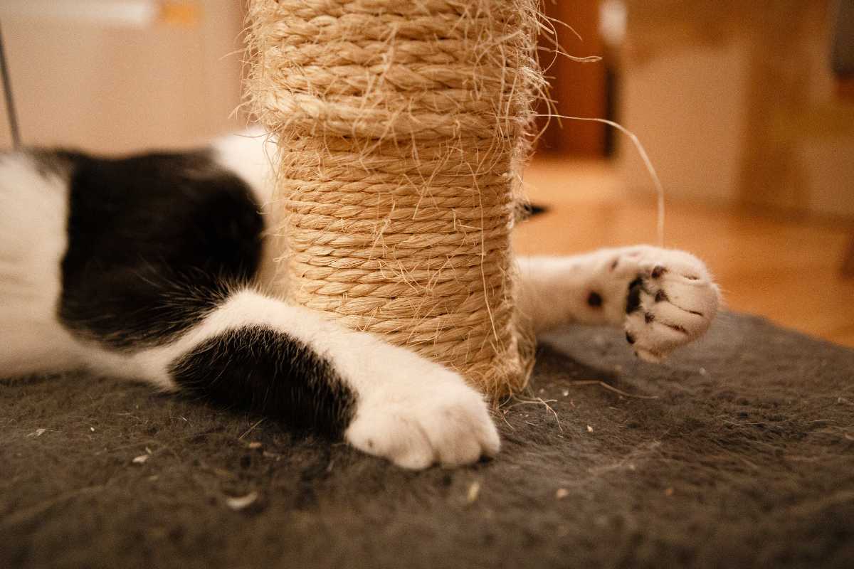 14 Things You Do That Hurt Your Cat You Must Stop Doing Urbaki Pets