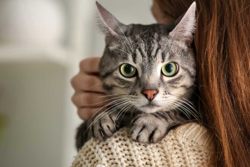14 Things You Do That Hurt Your Cat You Must Stop Doing Urbaki Pets