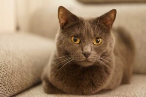 14 Things You Do That Hurt Your Cat You Must Stop Doing Urbaki Pets