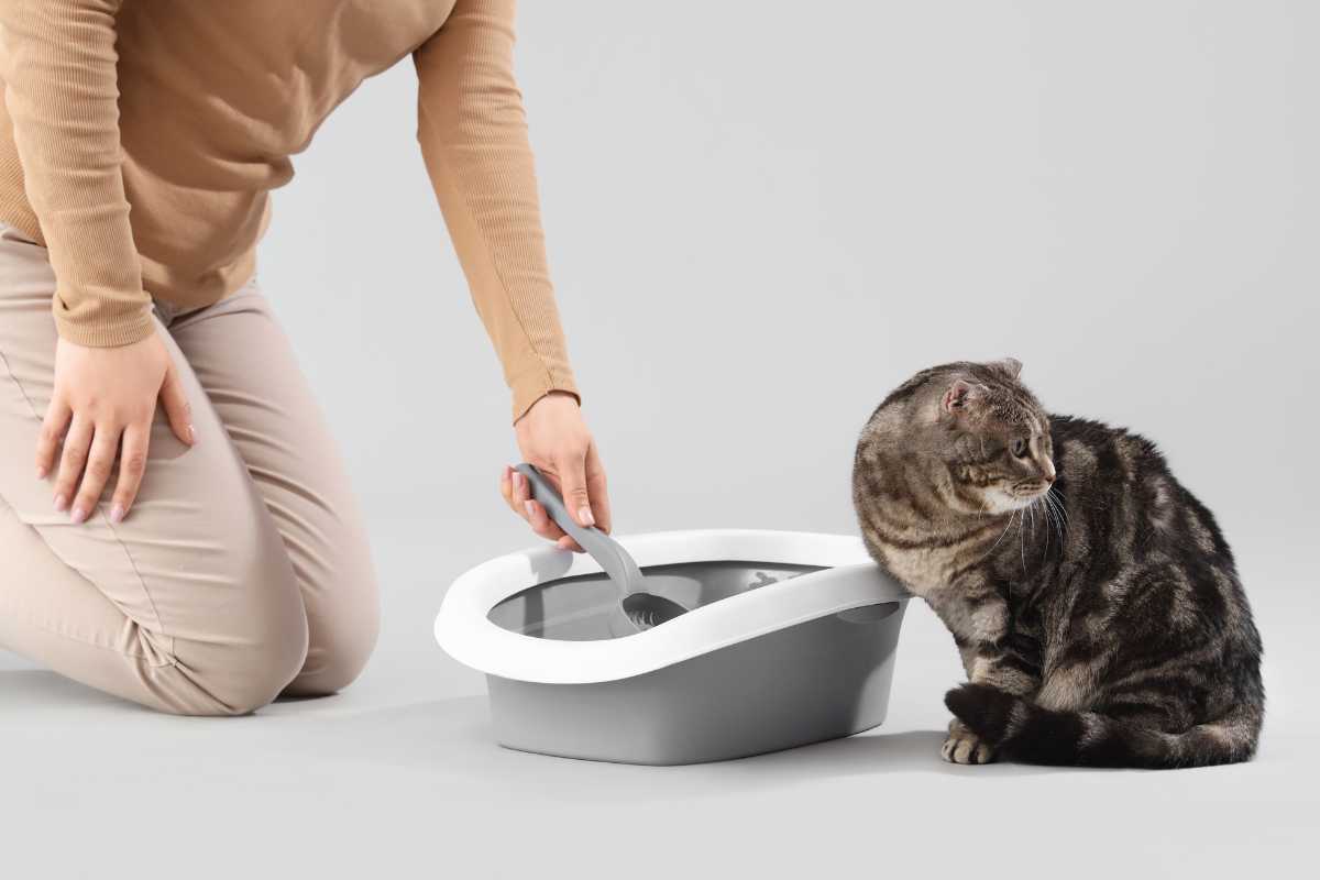 14 Things You Do That Hurt Your Cat You Must Stop Doing Urbaki Pets