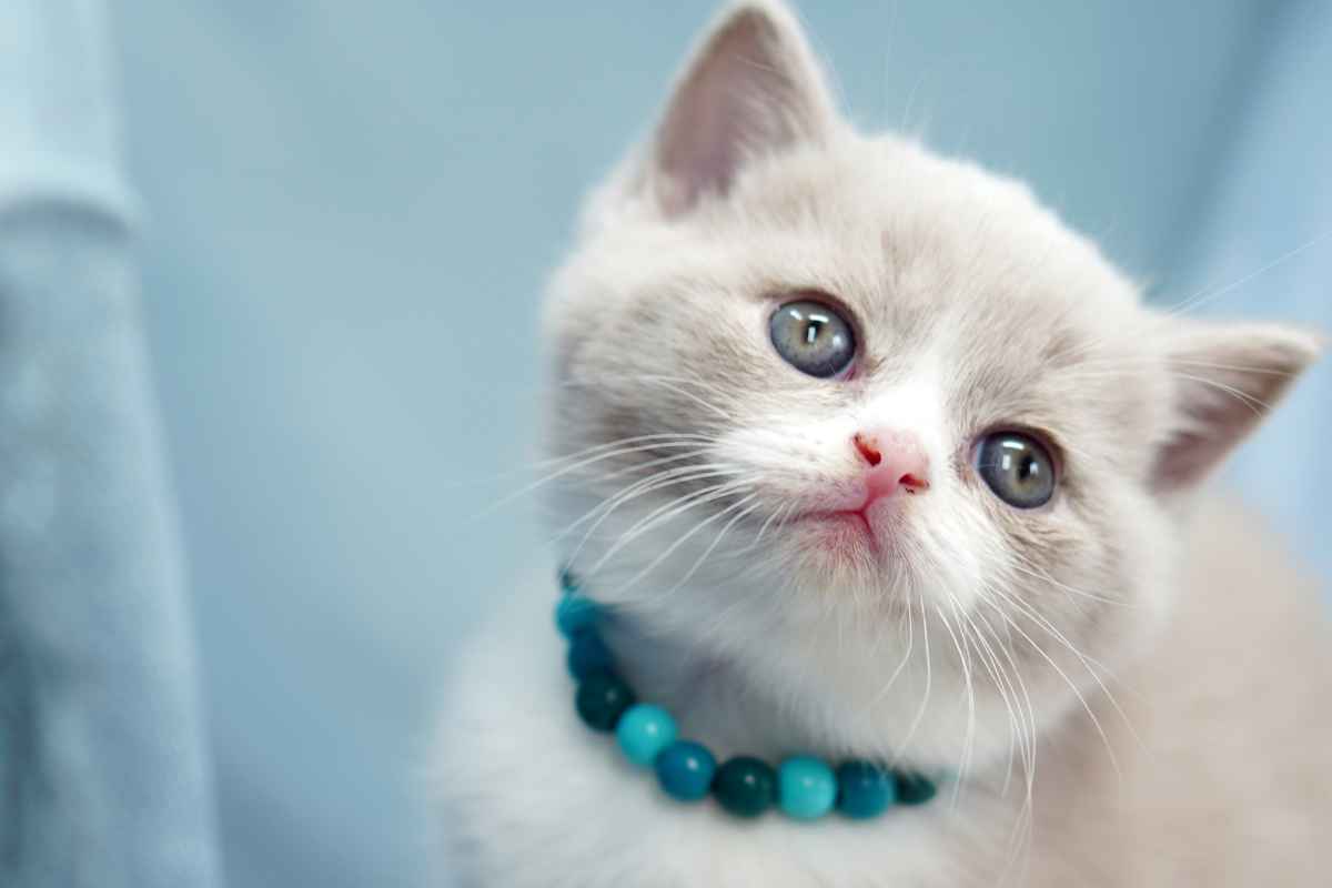 14 Things You Do That Hurt Your Cat You Must Stop Doing Urbaki Pets