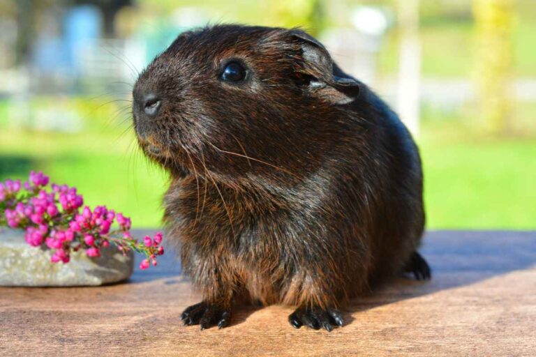 12 Things Guinea Pigs Love the Most – Urbaki Pets