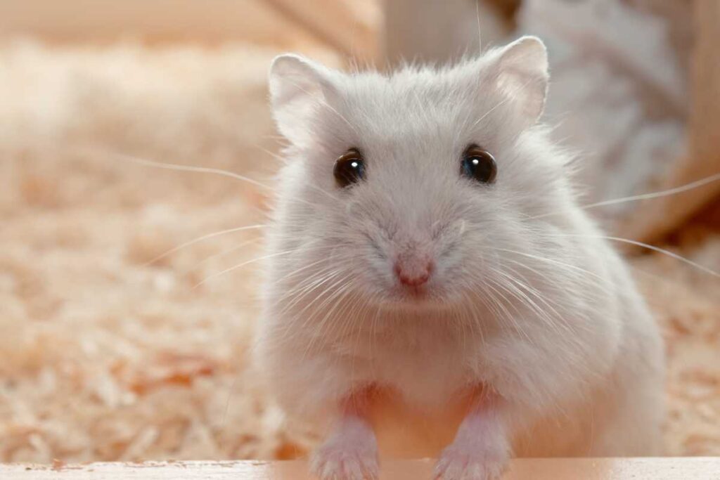 Female or Male Hamsters? Temperament and Behavior – Urbaki Pets