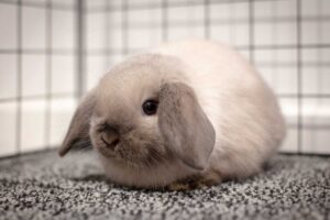 Male Rabbits VS Female Rabbits: The Differences – Urbaki Pets