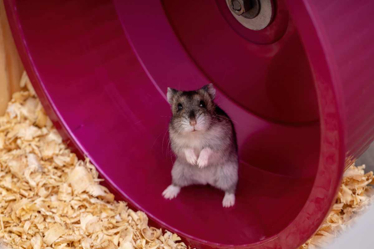 Syrian VS Dwarf Hamster Care – Urbaki Pets