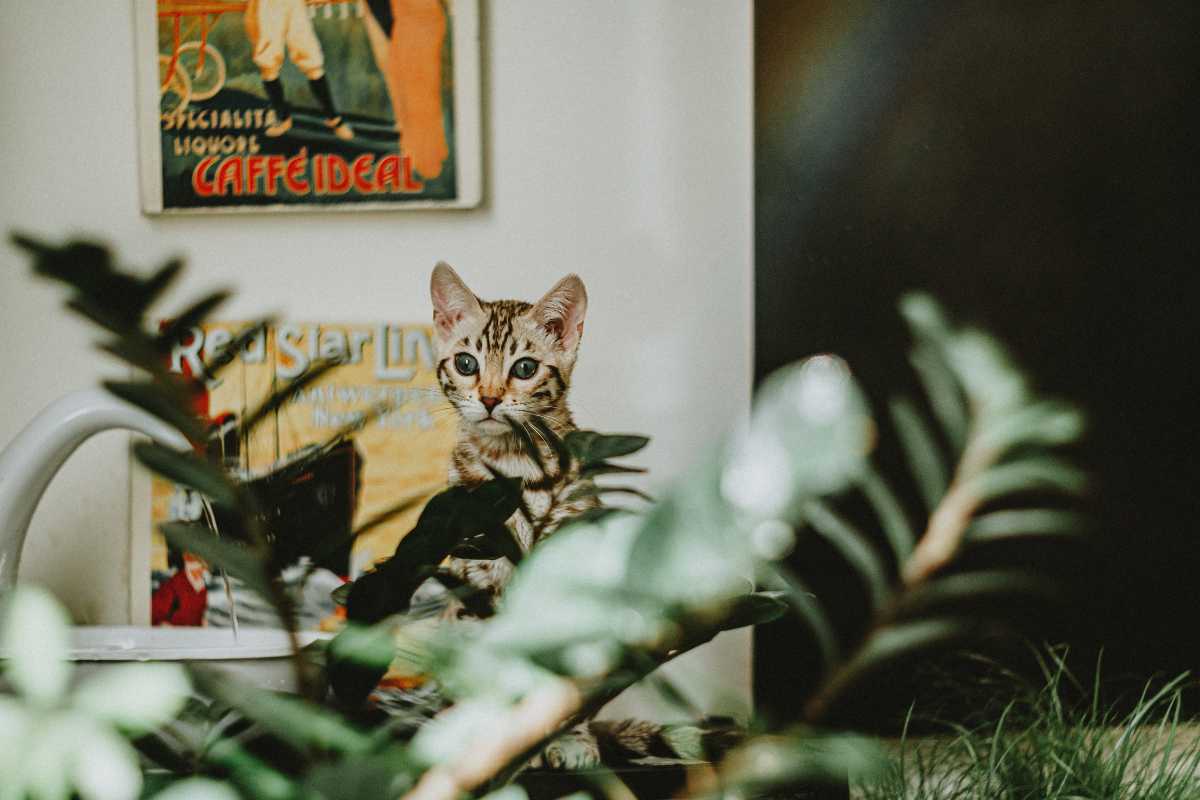The Right Way To Scold A Cat – Urbaki Pets