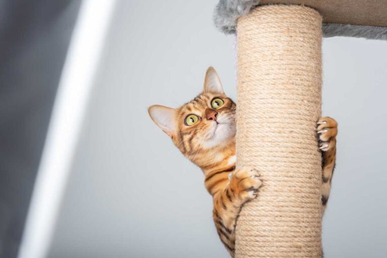 The Right Way To Scold A Cat – Urbaki Pets