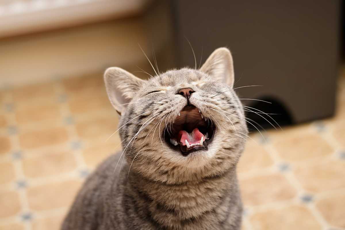 The Right Way To Scold A Cat – Urbaki Pets