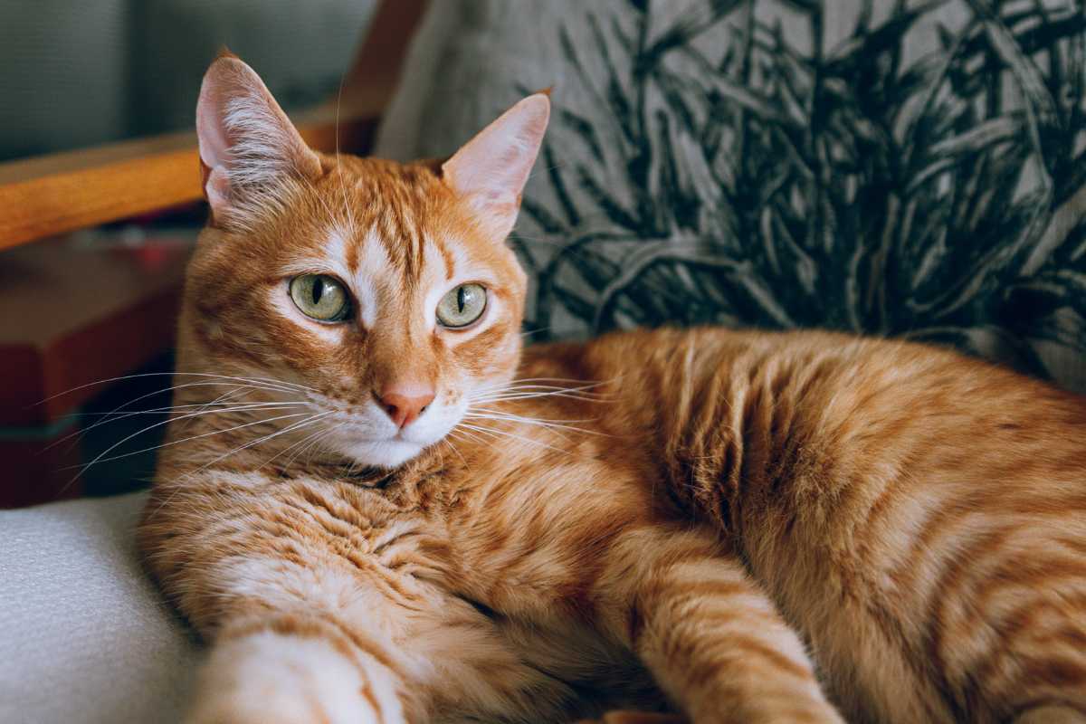 The Right Way To Scold A Cat – Urbaki Pets