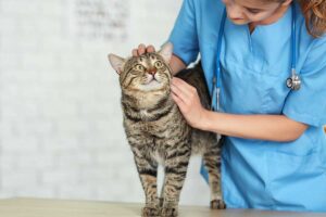 The Right Way To Scold A Cat – Urbaki Pets