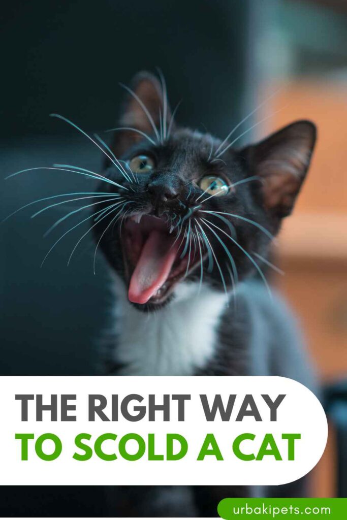 The Right Way To Scold A Cat – Urbaki Pets