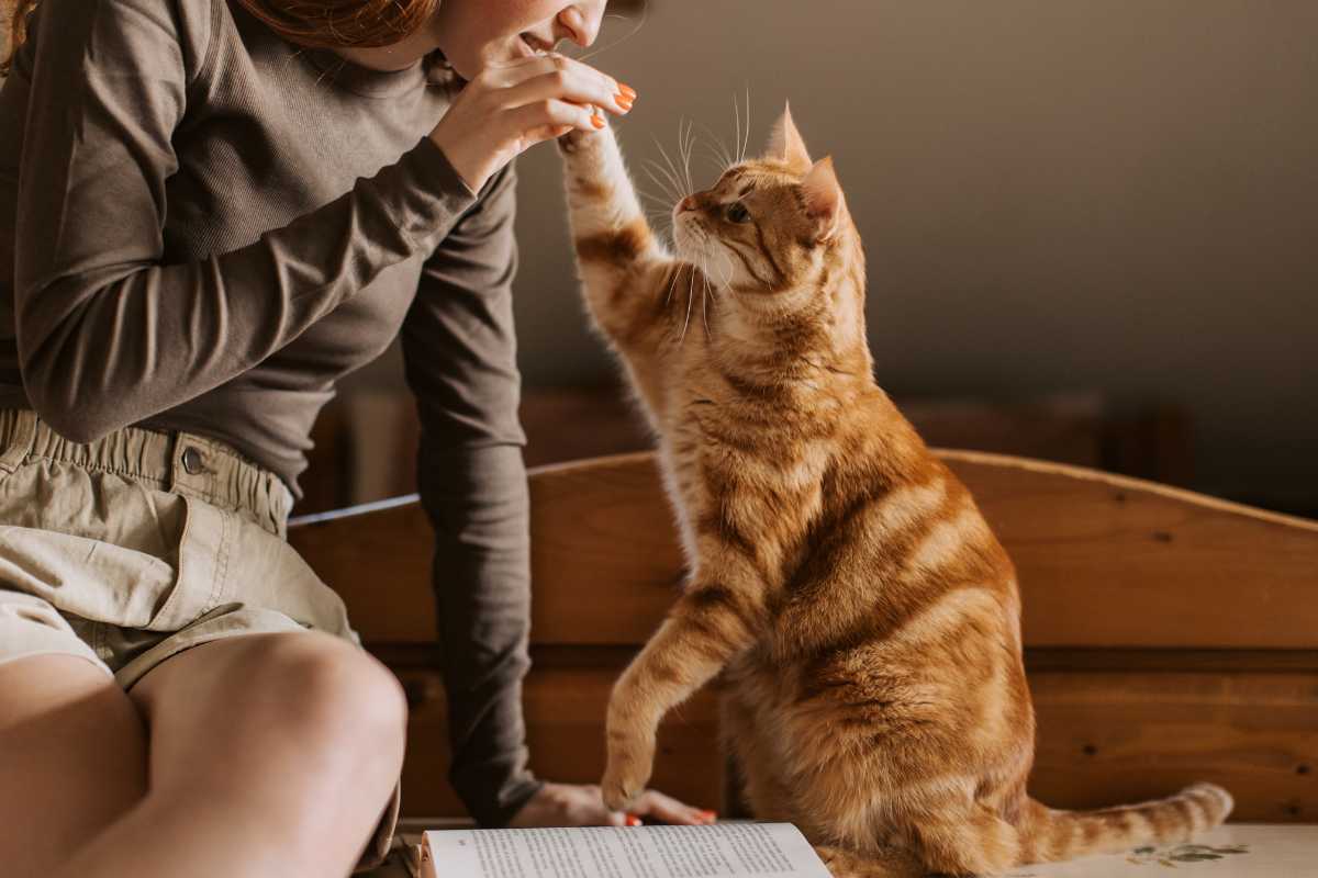The Right Way To Scold A Cat – Urbaki Pets