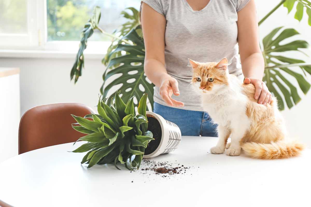 The Right Way To Scold A Cat – Urbaki Pets